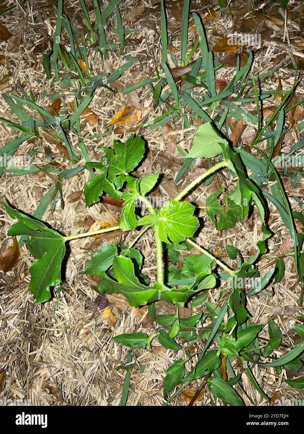 Bellyache Bush (Jatropha gossypiifolia Stock Photo - Alamy