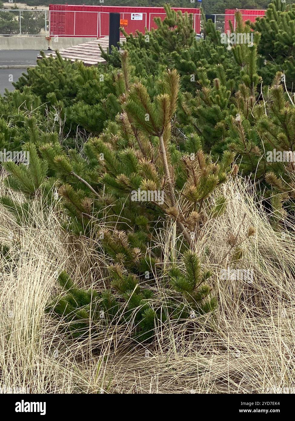 Shore Pine (Pinus contorta contorta Stock Photo - Alamy