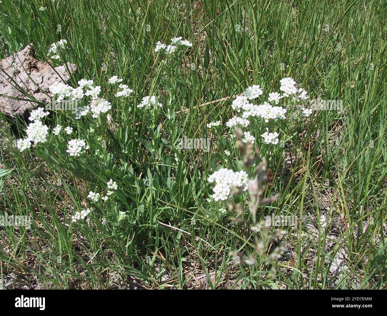 thickleaf pepperweed (Lepidium integrifolium Stock Photo - Alamy
