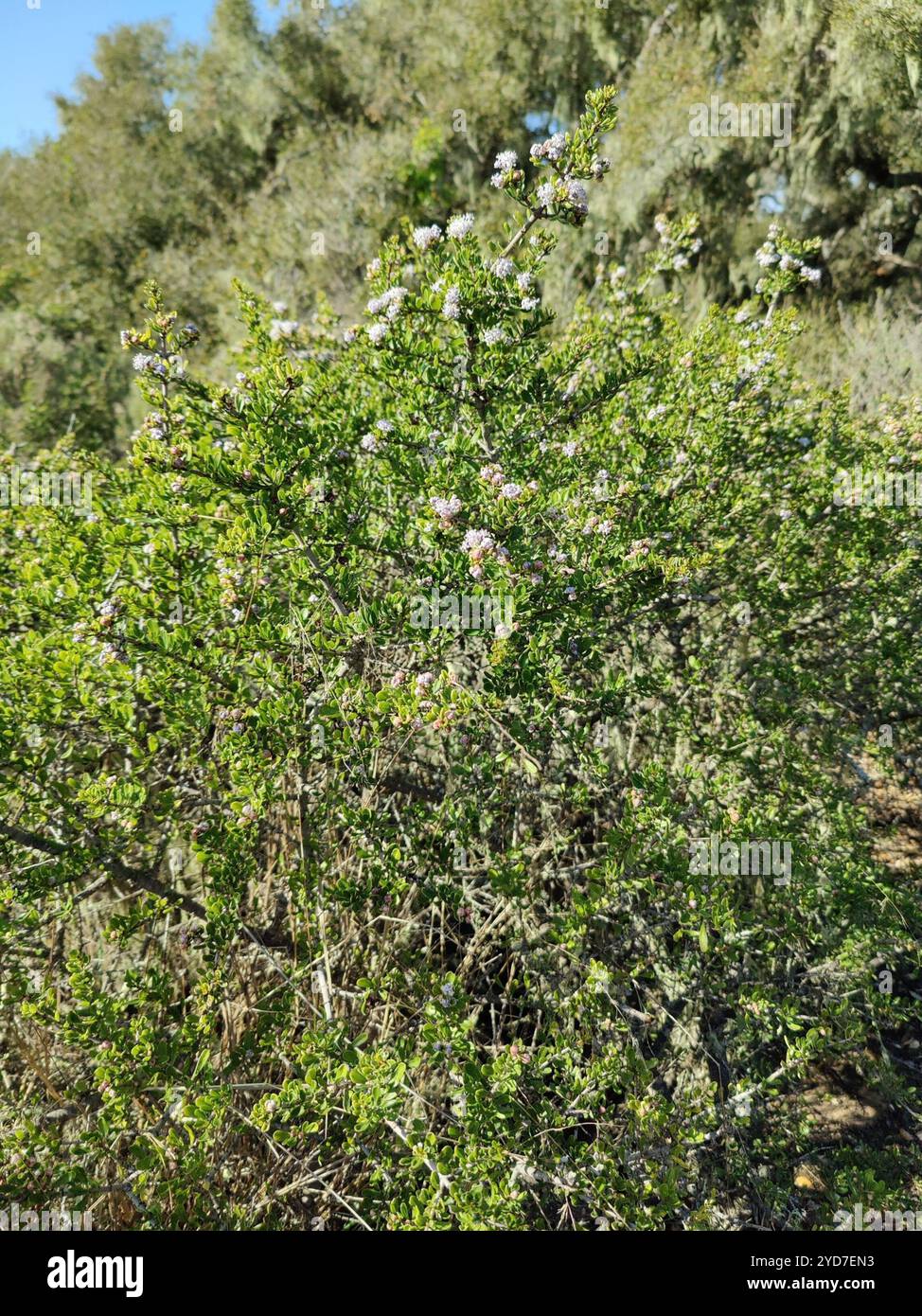 Buckbrush (Ceanothus cuneatus Stock Photo - Alamy