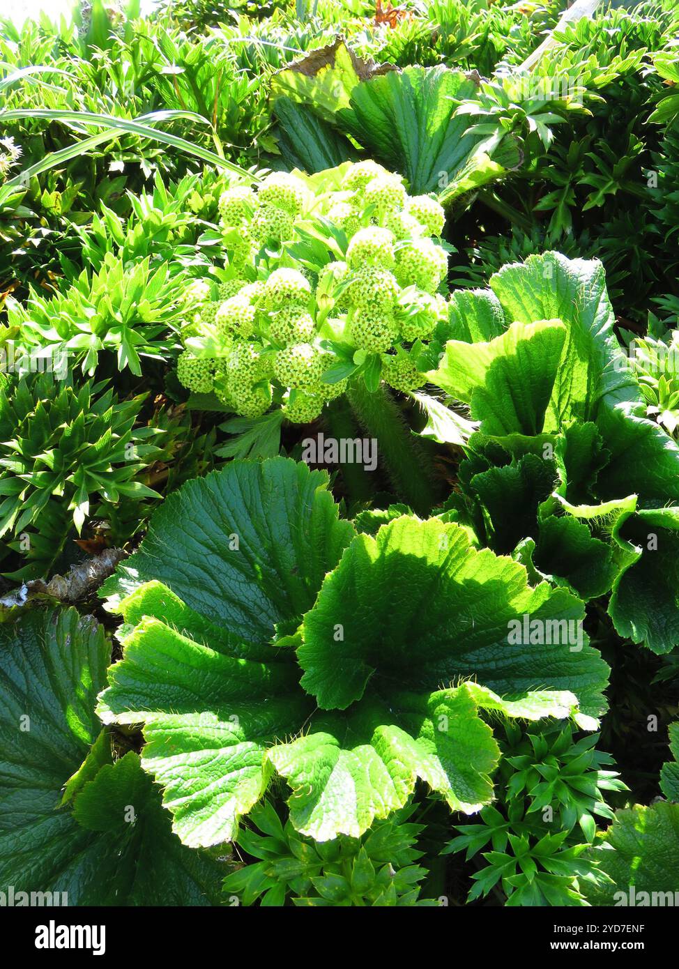 Azorella polaris hi-res stock photography and images - Alamy