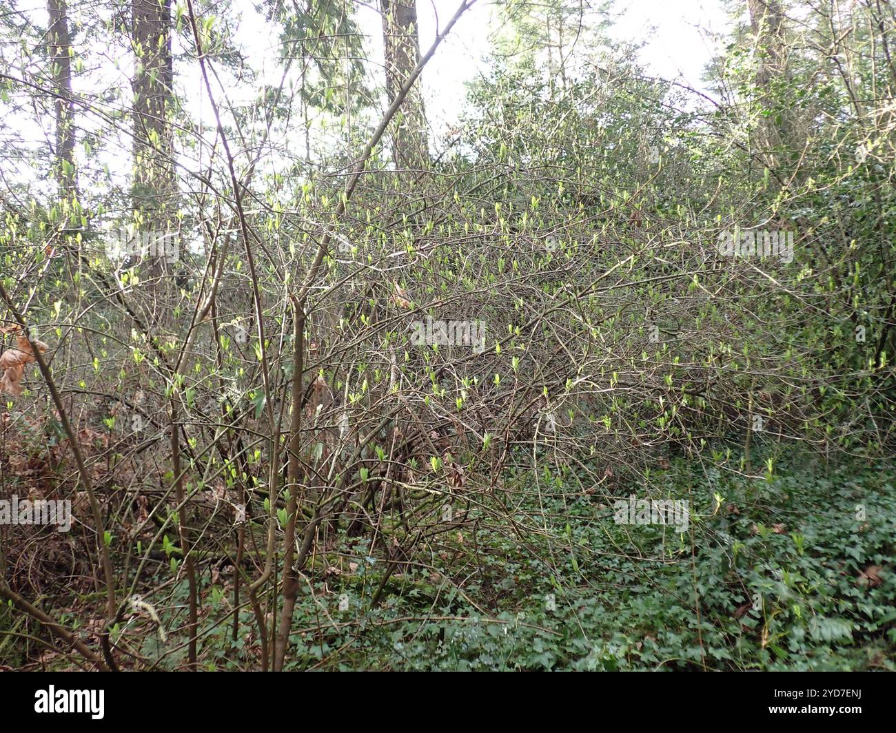 Osoberry (Oemleria cerasiformis Stock Photo - Alamy
