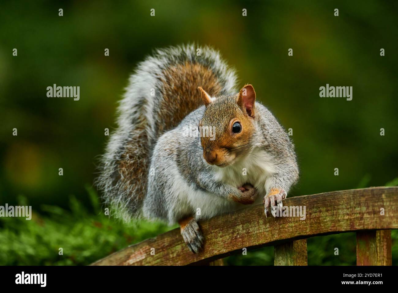 Squirrel on a fence Stock Photo - Alamy
