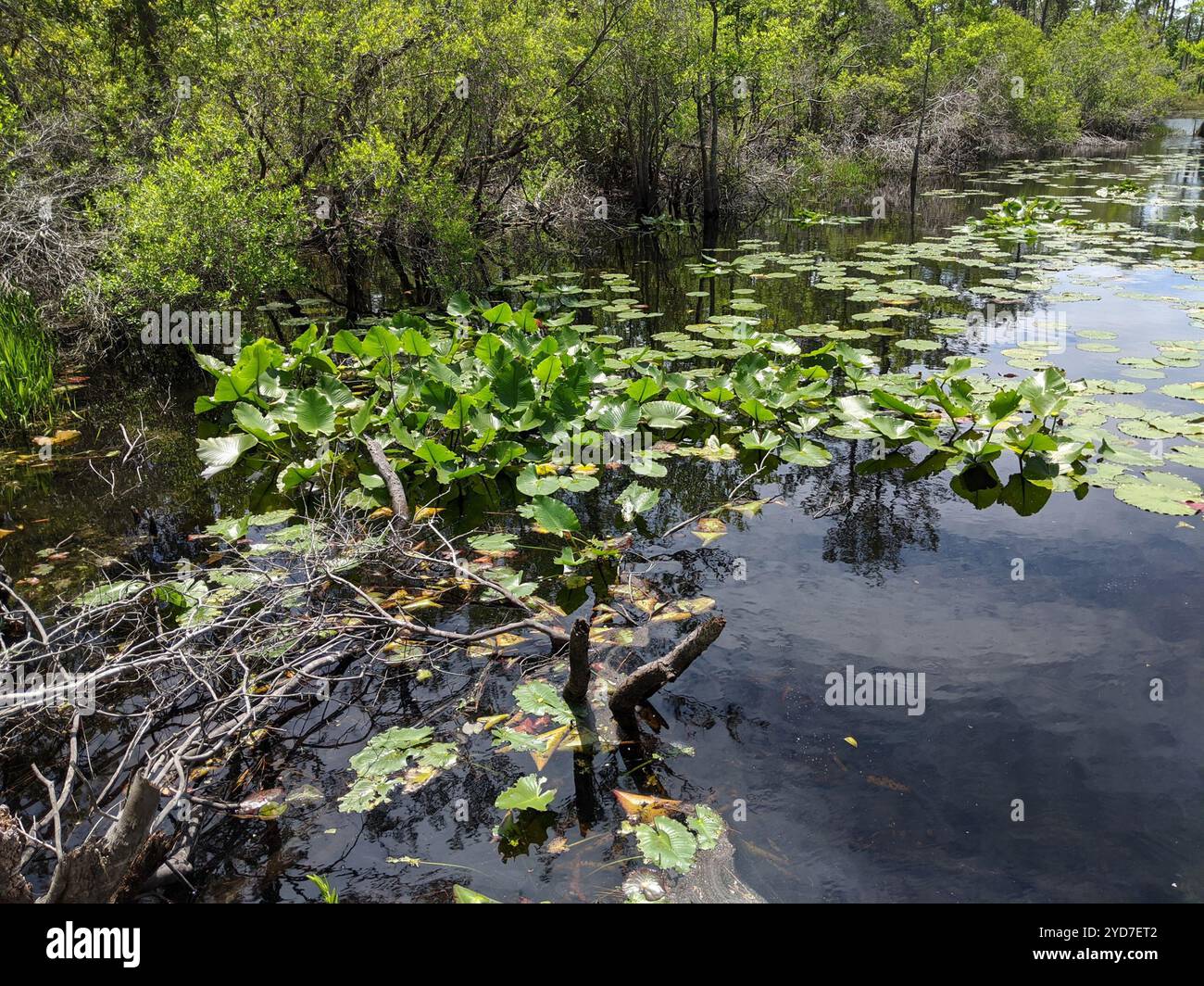 spatterdock (Nuphar advena Stock Photo - Alamy