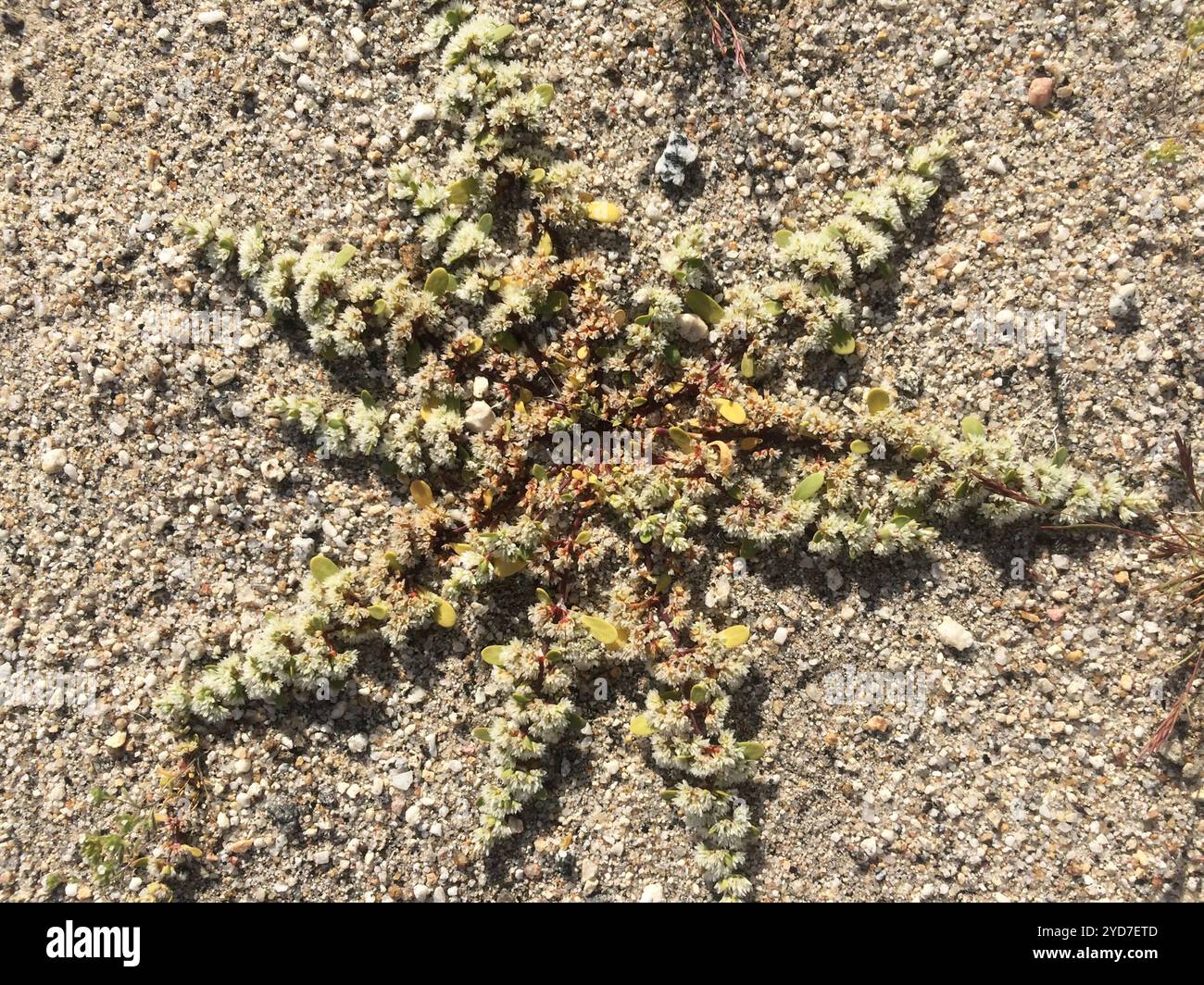 Frost Mat (Achyronychia cooperi Stock Photo - Alamy