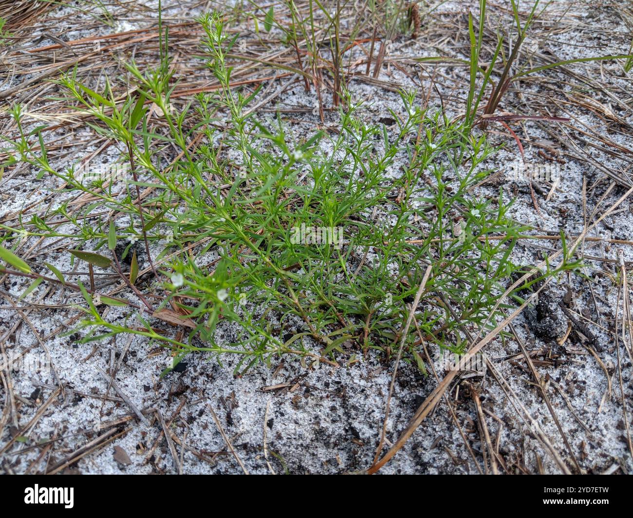 Rust Weed (Polypremum procumbens Stock Photo - Alamy