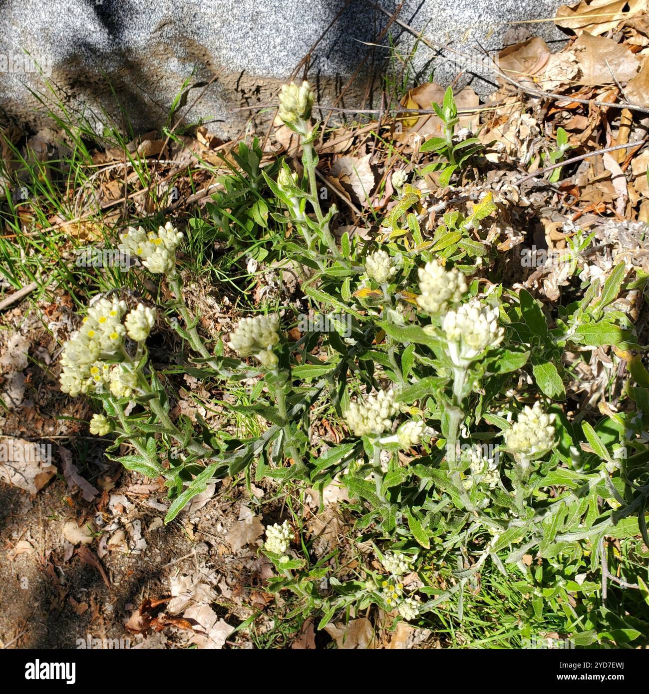 two-color rabbit tobacco (Pseudognaphalium biolettii Stock Photo - Alamy