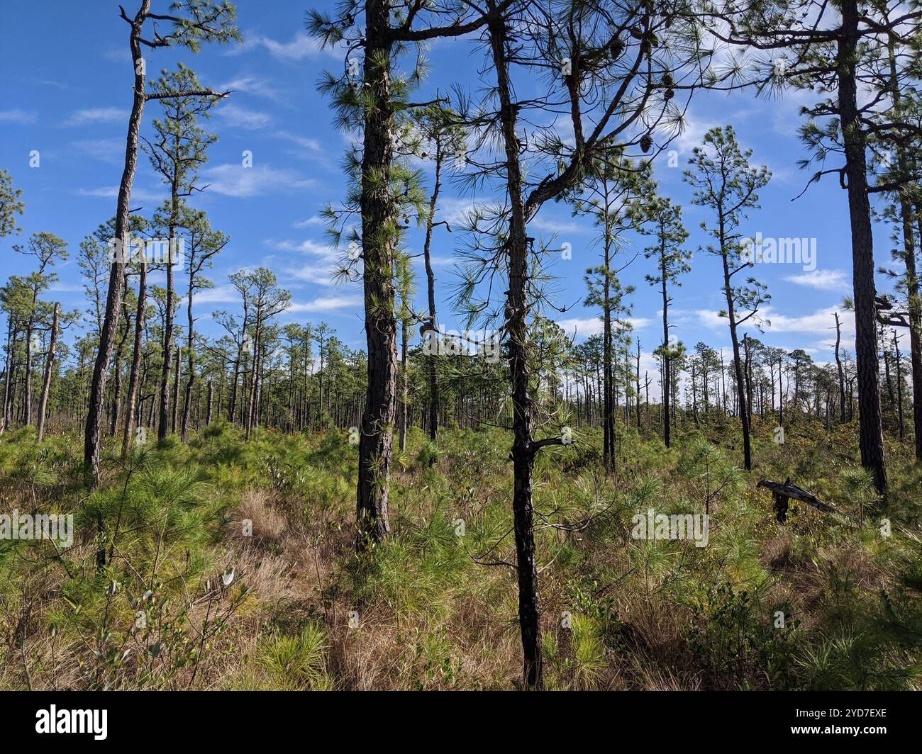 pond pine (Pinus serotina Stock Photo - Alamy