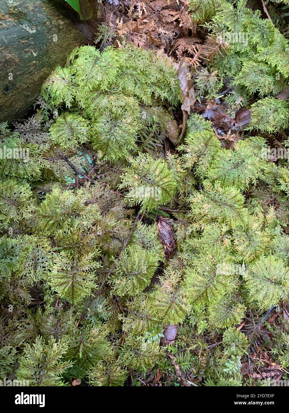stairstep moss (Hylocomium splendens Stock Photo - Alamy