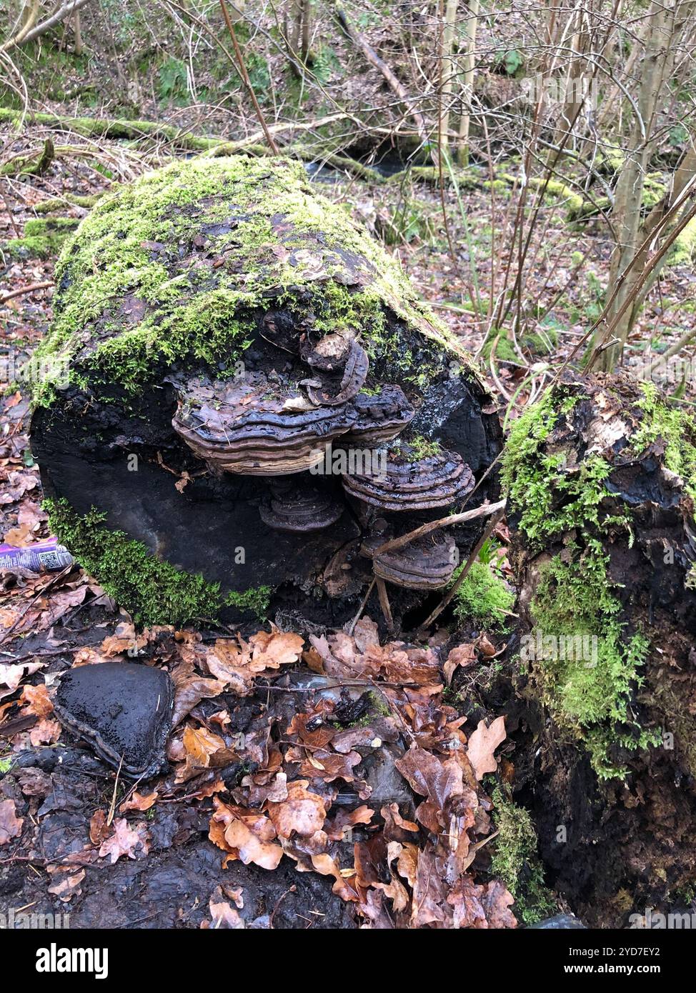 Hoof Fungus (Fomes fomentarius Stock Photo - Alamy
