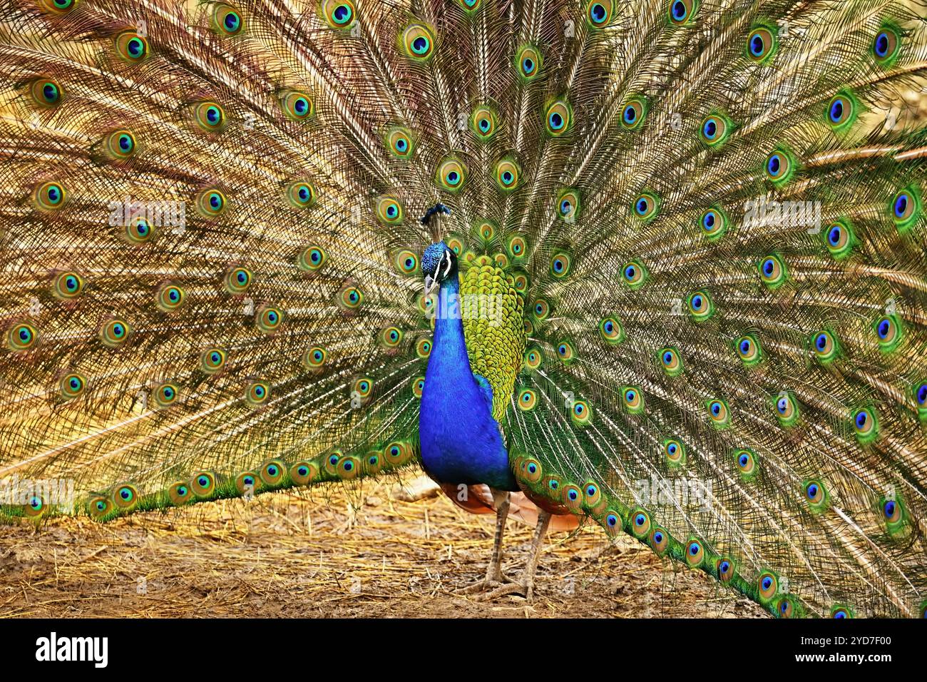 Beautiful colorful peacock bird. Concept for animals and nature. (Pavo ...