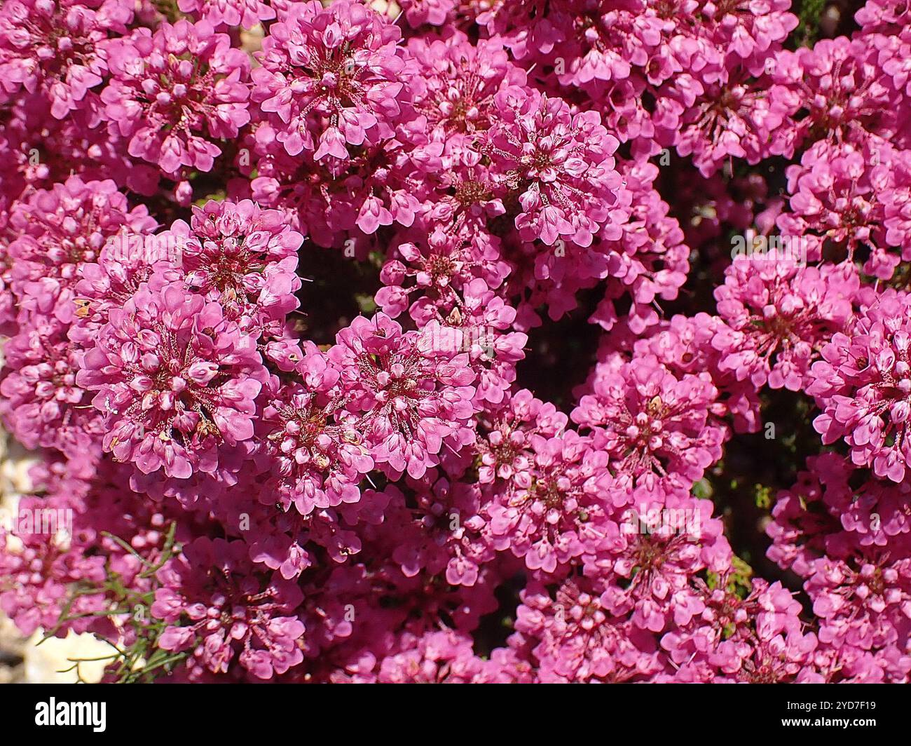 Graffiti Heath (Erica seriphiifolia Stock Photo - Alamy