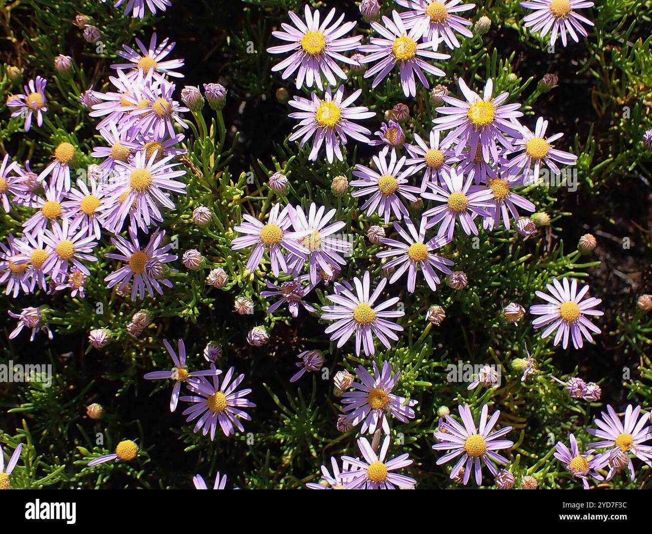 Fine Felicia (Felicia filifolia Stock Photo - Alamy