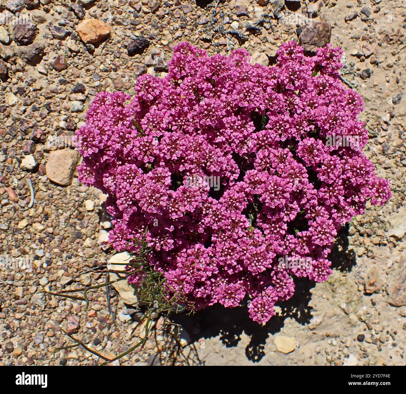 Graffiti Heath (Erica seriphiifolia Stock Photo - Alamy