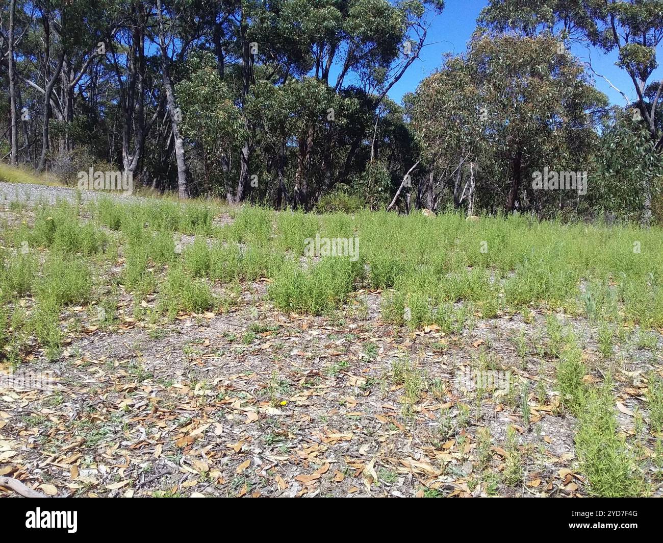 Stinkwort (Dittrichia graveolens Stock Photo - Alamy