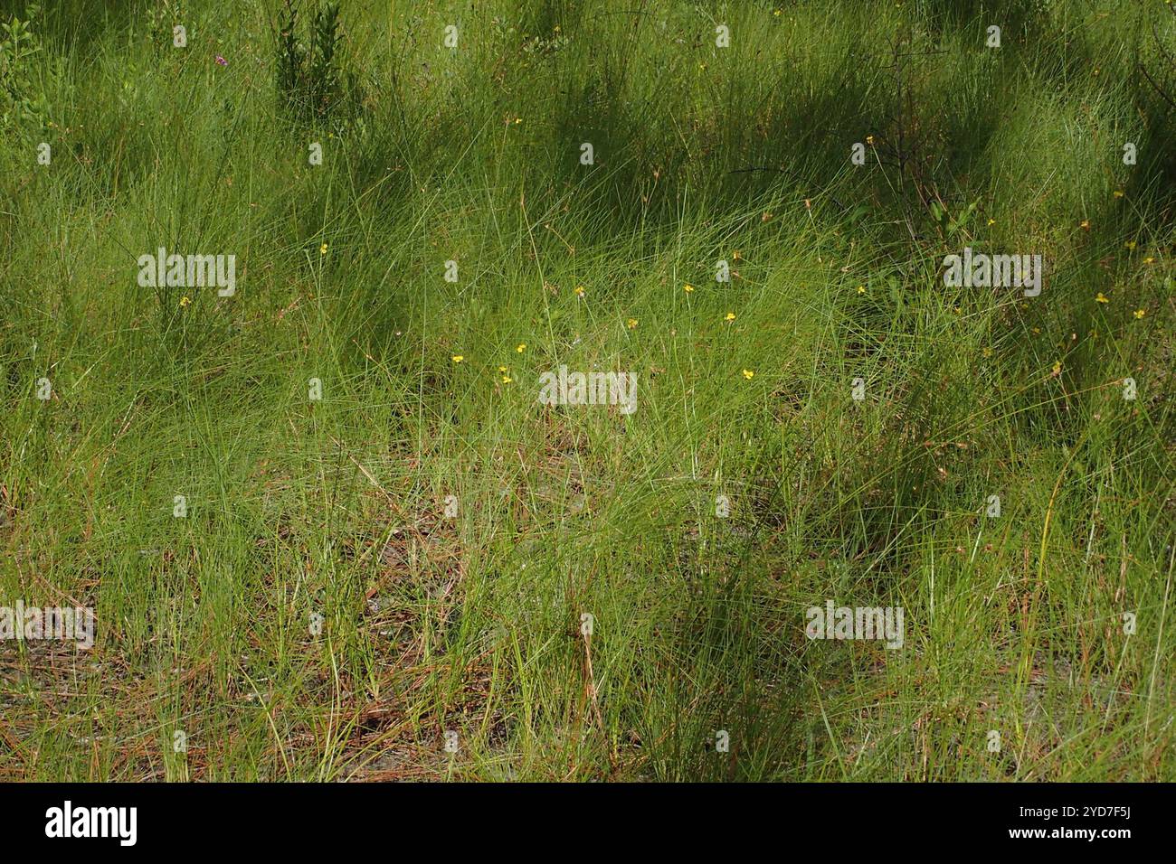 Carolina Yellow-eyed Grass (Xyris caroliniana Stock Photo - Alamy