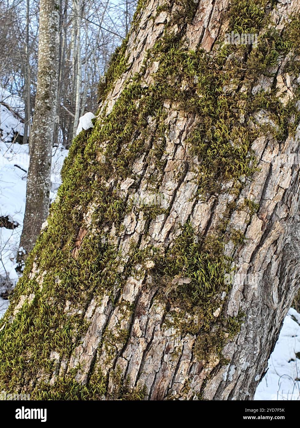 squirrel-tail moss (Leucodon sciuroides Stock Photo - Alamy