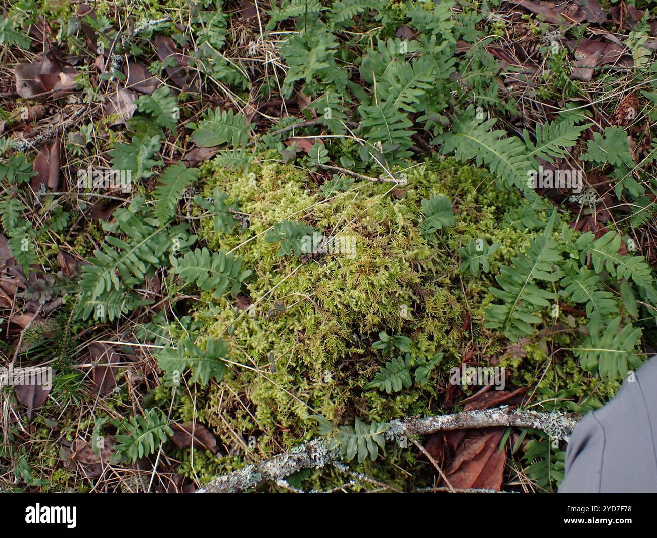 Oregon Beaked Moss (Kindbergia oregana Stock Photo - Alamy