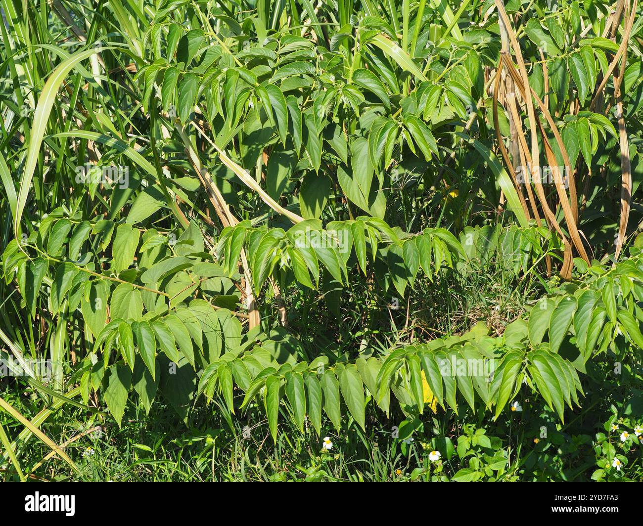 Trema orientale hi-res stock photography and images - Alamy