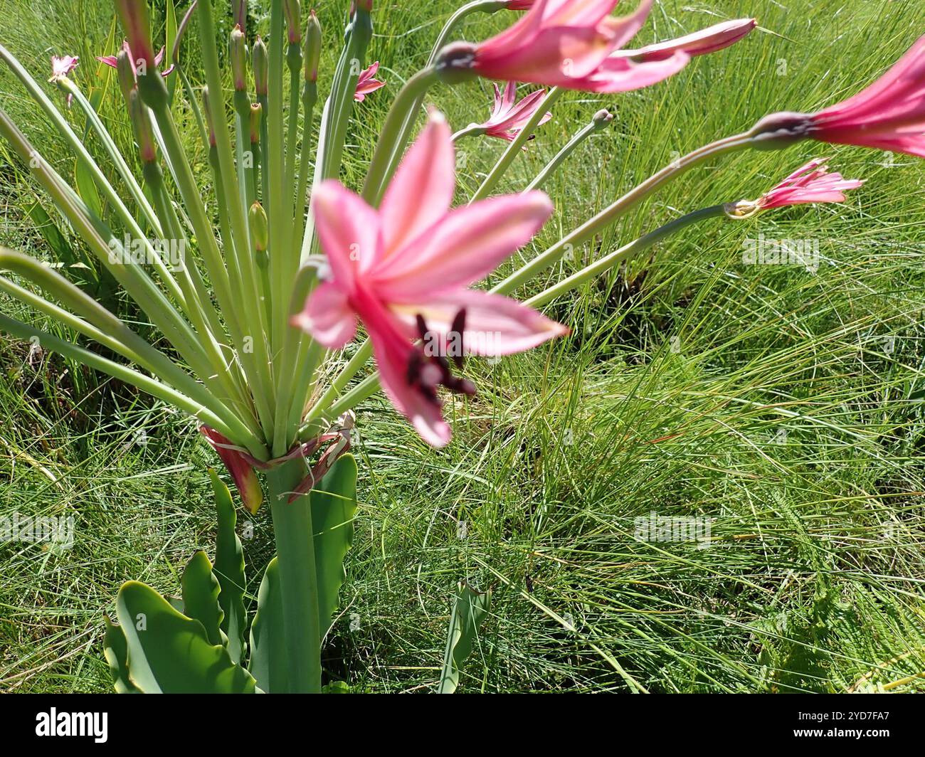 Giant Candelabra (Brunsvigia grandiflora Stock Photo - Alamy