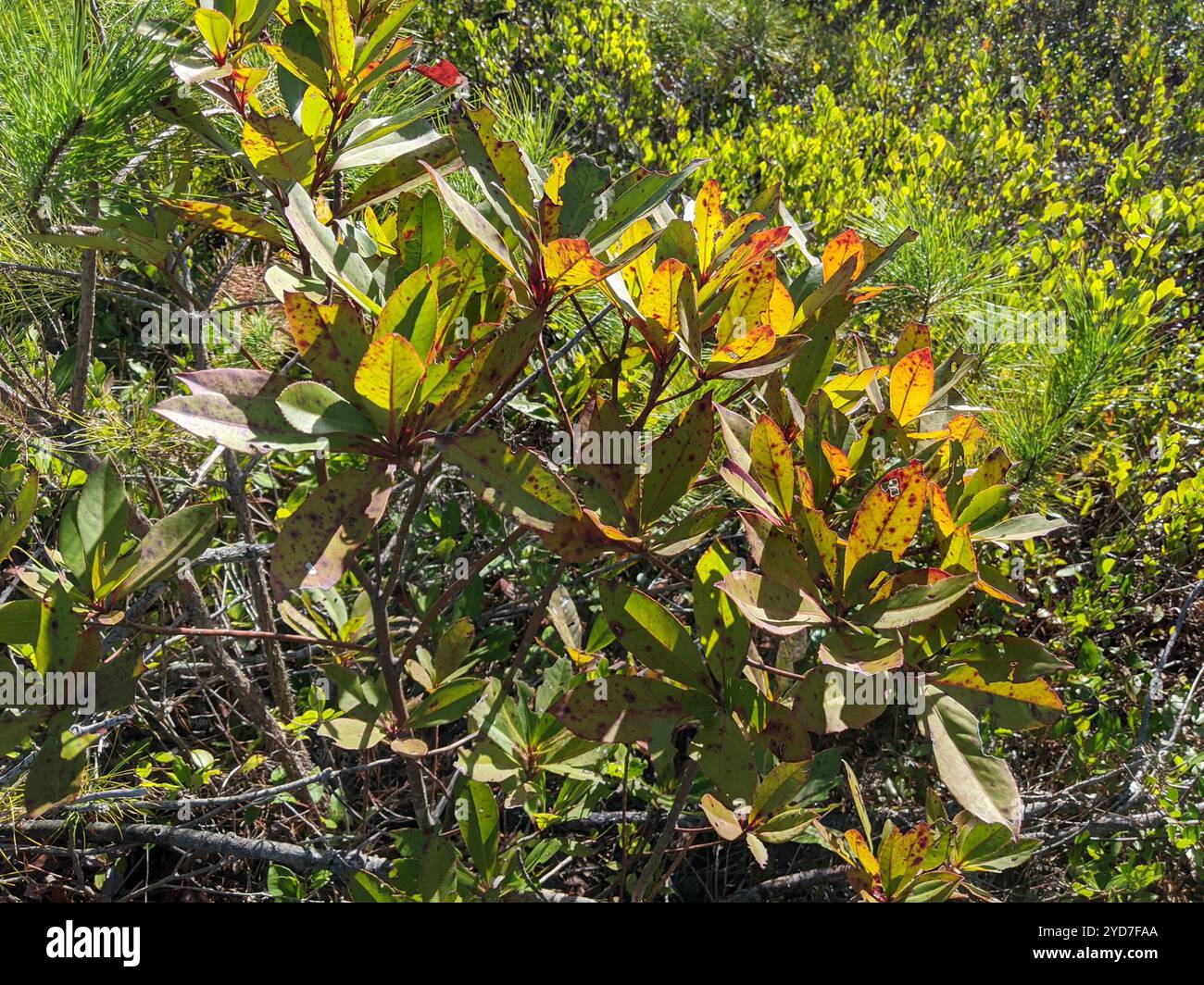 Loblolly bay (Gordonia lasianthus Stock Photo - Alamy