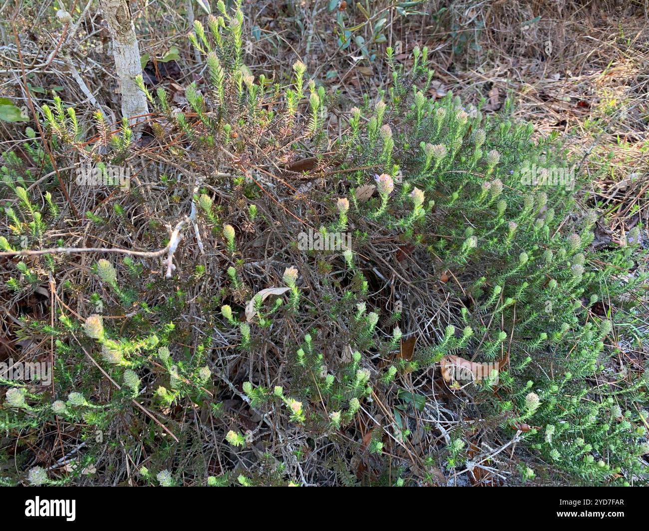 Florida pennyroyal (Piloblephis rigida Stock Photo - Alamy