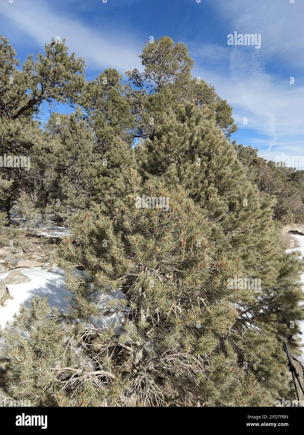 singleleaf pinyon (Pinus monophylla Stock Photo - Alamy