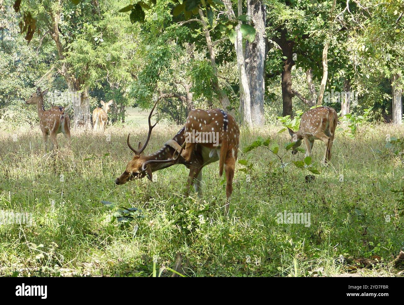 Chital (Axis axis Stock Photo - Alamy