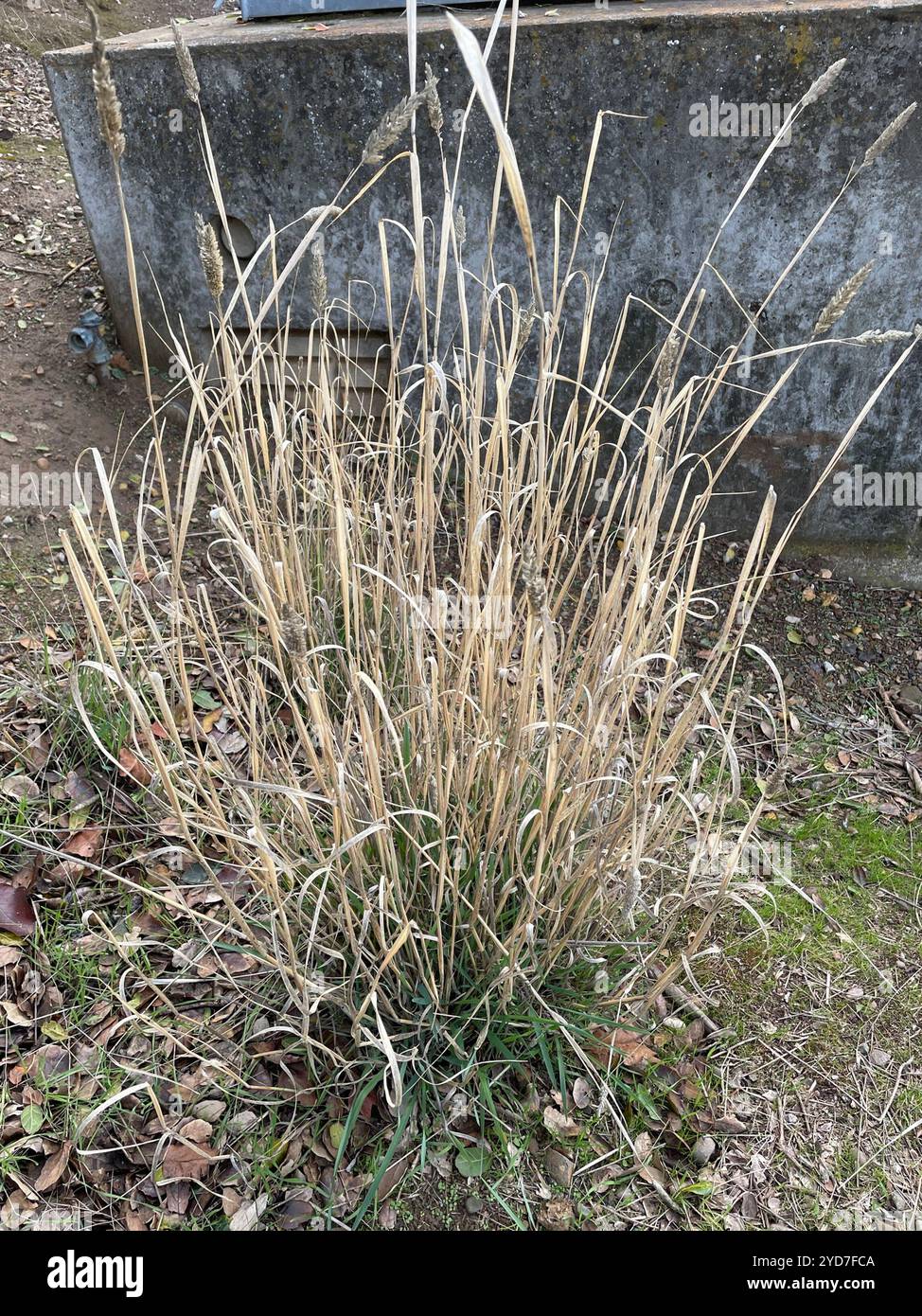 Phalaris aquatica hi-res stock photography and images - Alamy