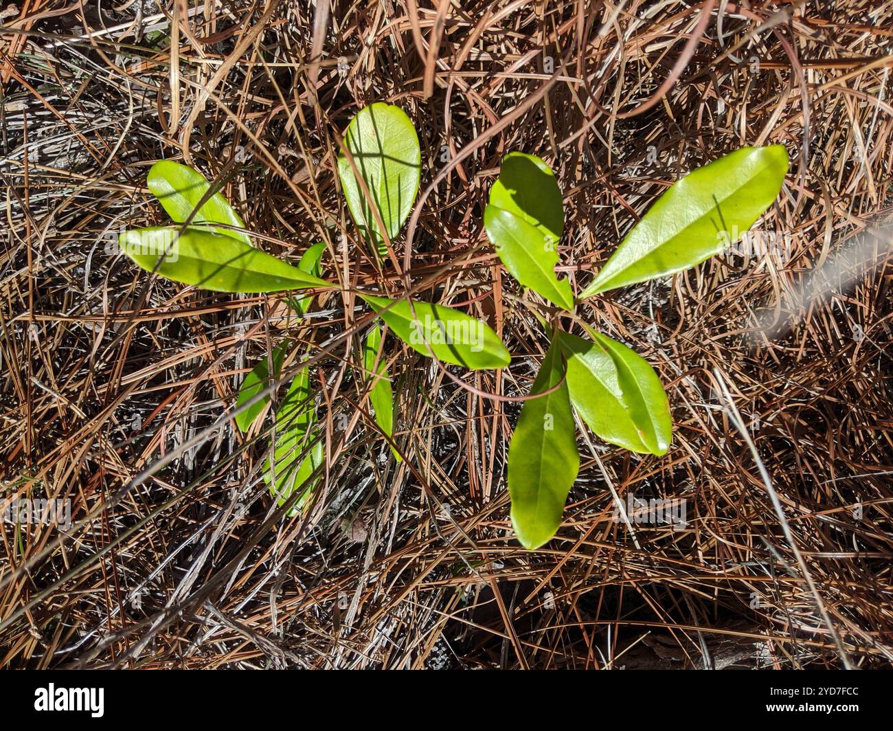 Cartrema hi-res stock photography and images - Alamy