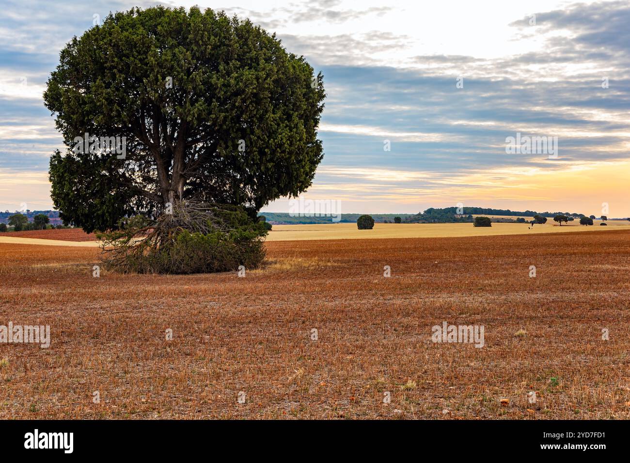 The tree with a round green crown Stock Photo - Alamy