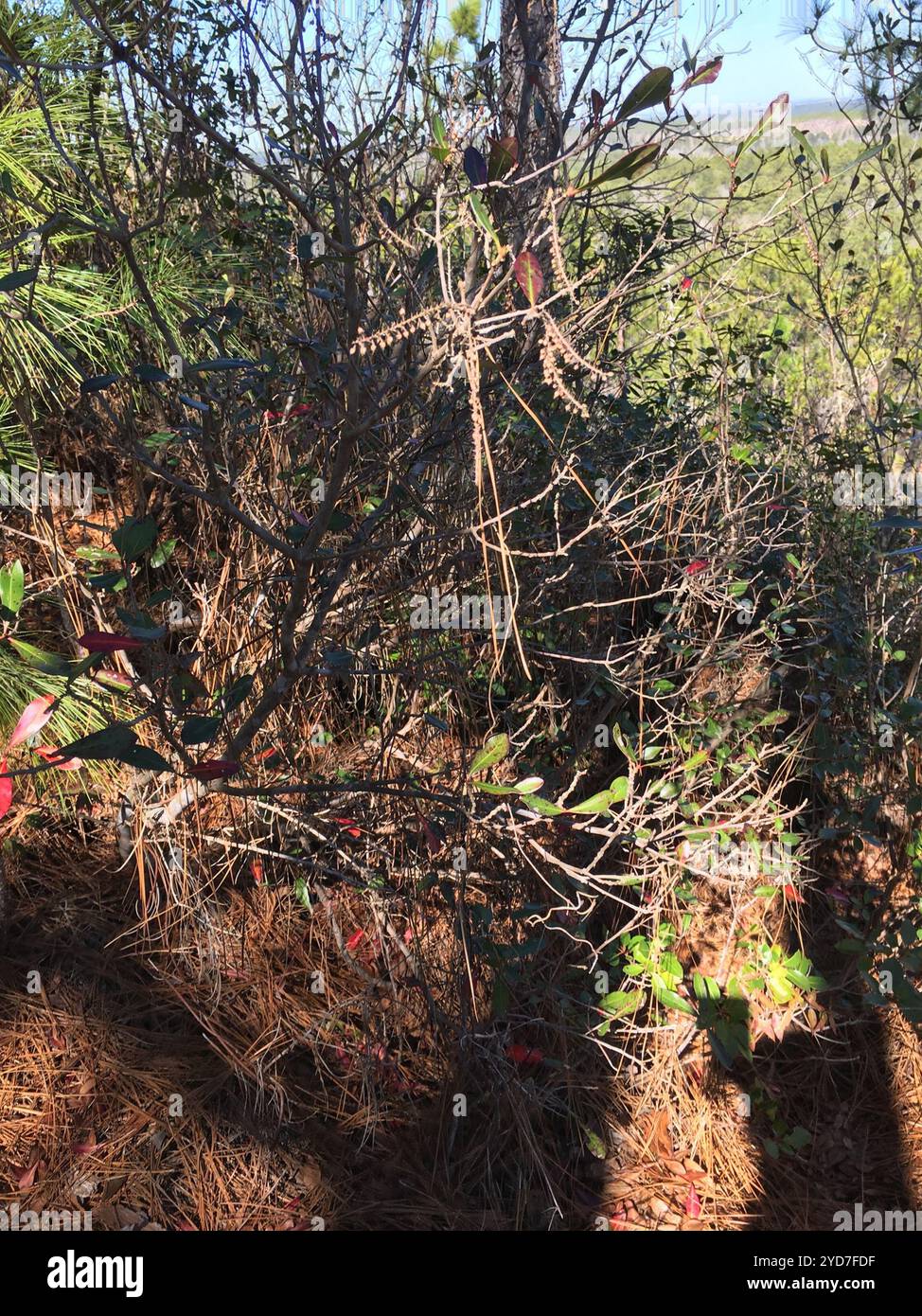 Swamp titi (Cyrilla racemiflora Stock Photo - Alamy