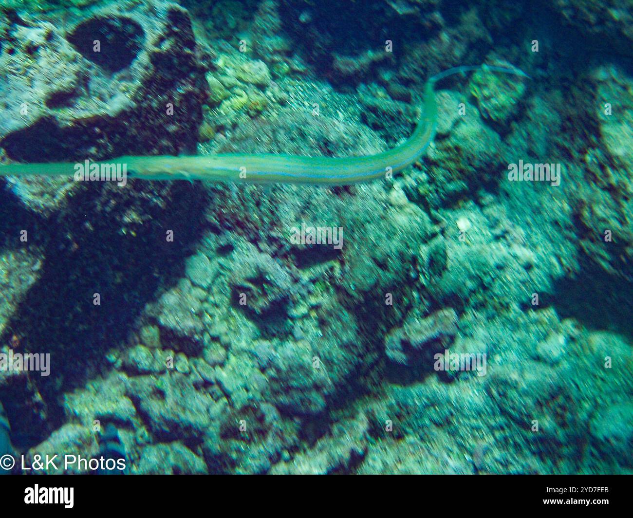 Bluespotted Cornetfish (Fistularia commersonii Stock Photo - Alamy