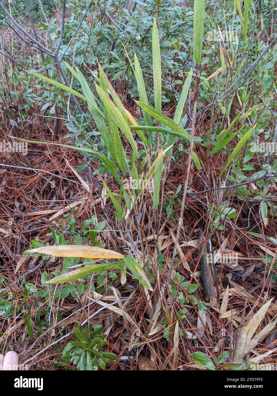 switch cane (Arundinaria tecta Stock Photo - Alamy