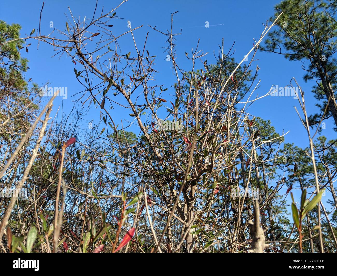 Swamp titi (Cyrilla racemiflora Stock Photo - Alamy