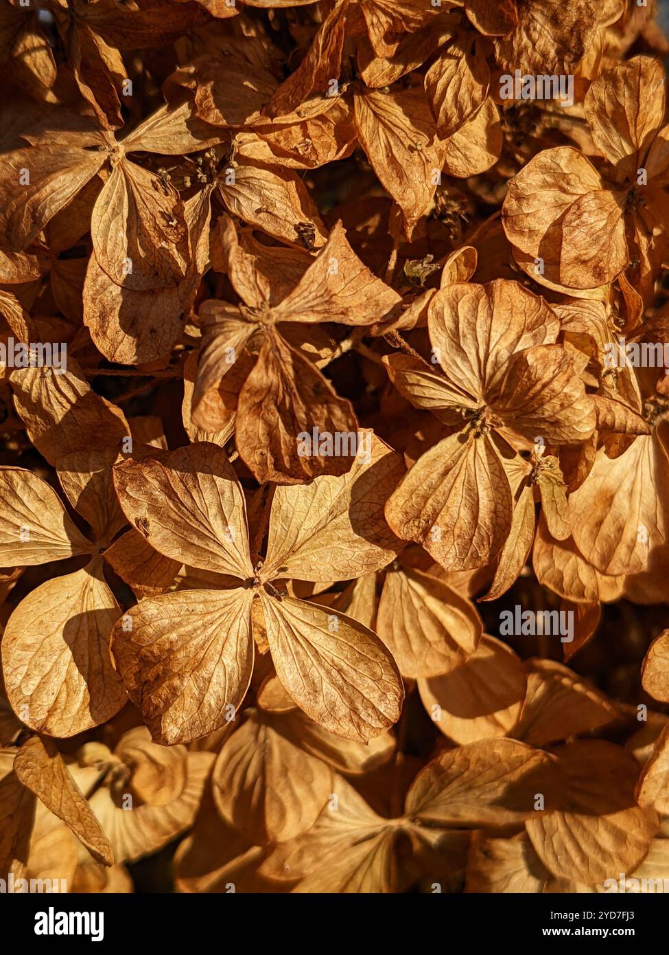 Frozen hydrangea after the first frost, close-up. The delicate petals ...