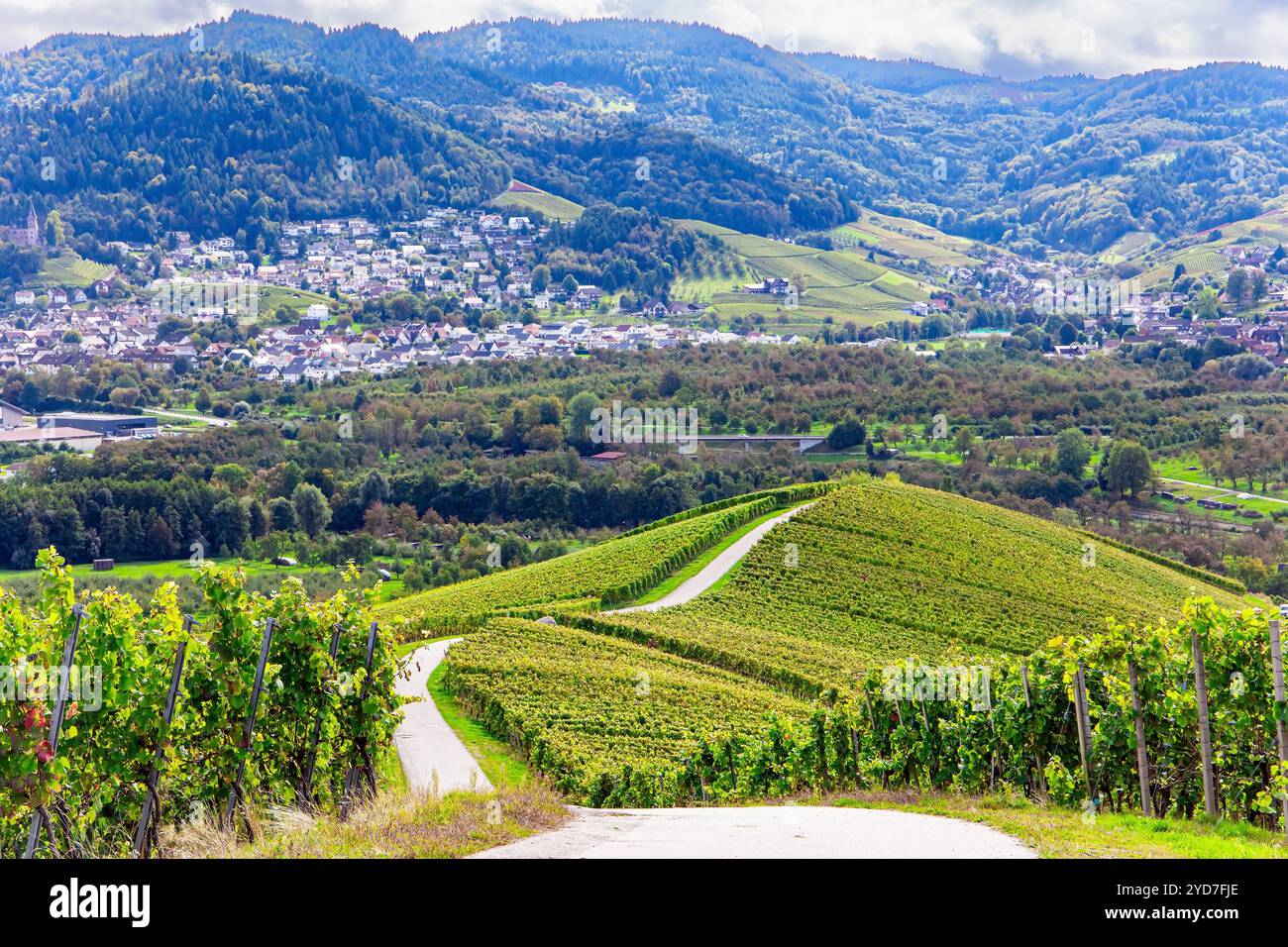 Even rows of grape bushes Stock Photo - Alamy