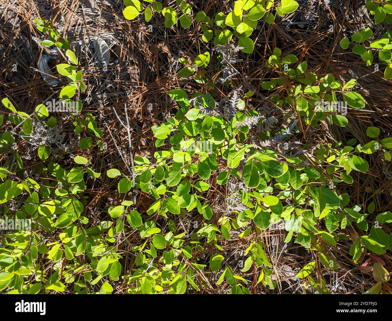 Large Gallberry (Ilex coriacea Stock Photo - Alamy