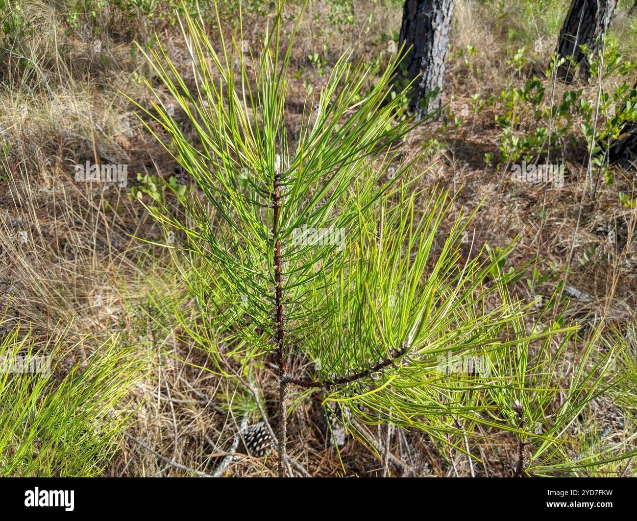 pond pine (Pinus serotina Stock Photo - Alamy