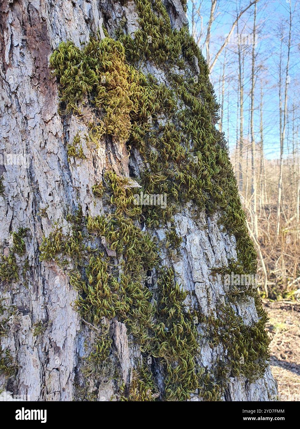 squirrel-tail moss (Leucodon sciuroides Stock Photo - Alamy