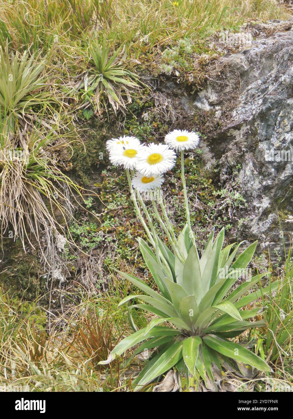 Large Mountain Daisy (Celmisia semicordata Stock Photo - Alamy