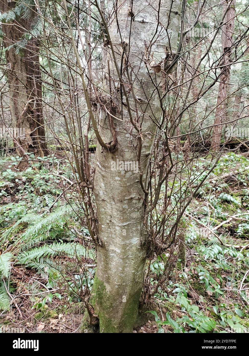 Red Alder (Alnus rubra Stock Photo - Alamy