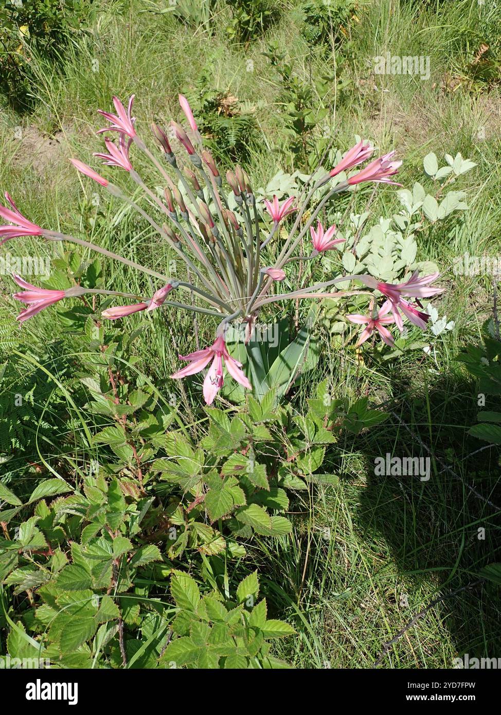 Giant Candelabra (Brunsvigia grandiflora Stock Photo - Alamy
