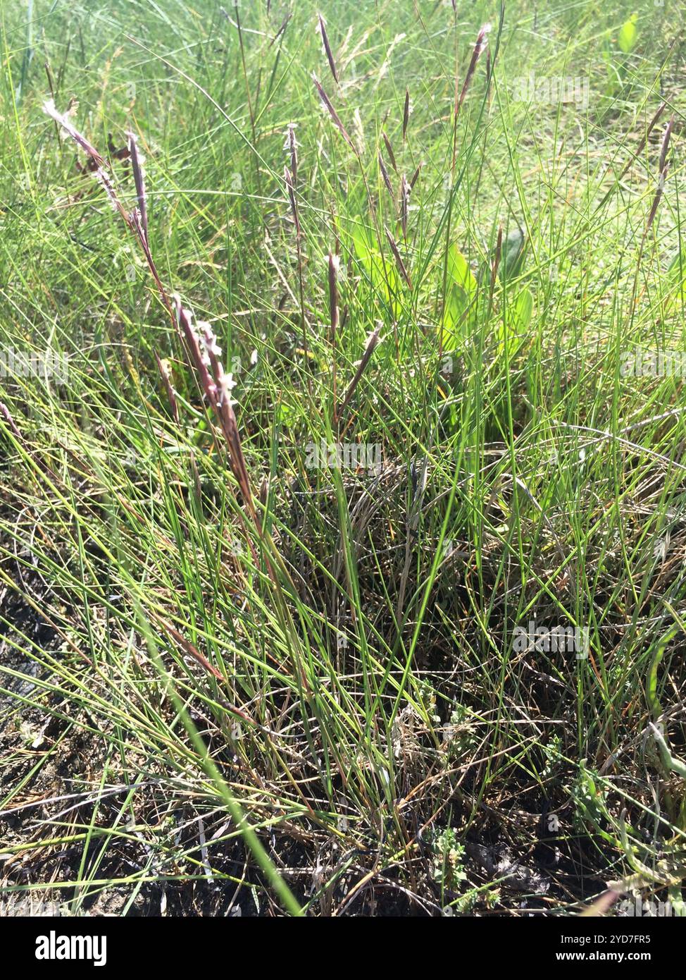 Marsh Hay Cordgrass (Sporobolus pumilus Stock Photo - Alamy