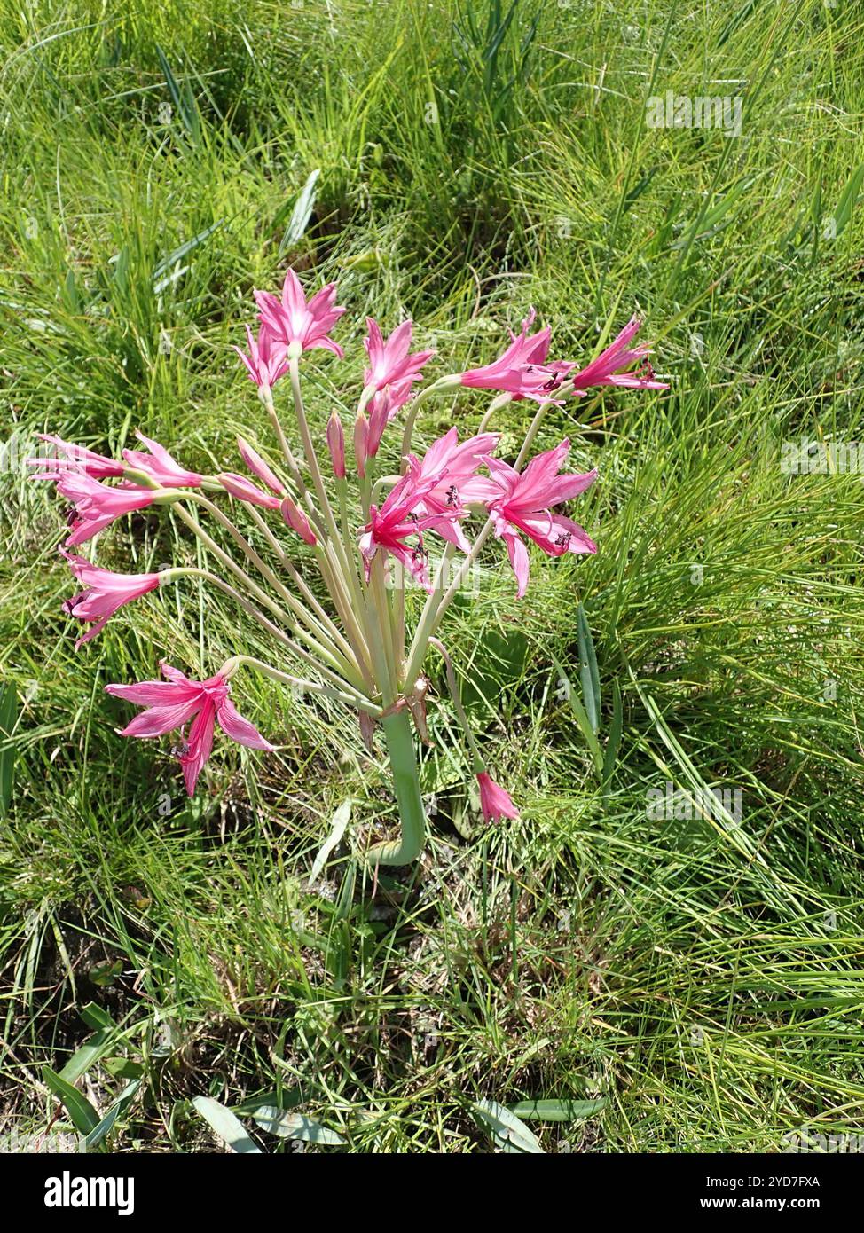 Giant Candelabra (Brunsvigia grandiflora Stock Photo - Alamy