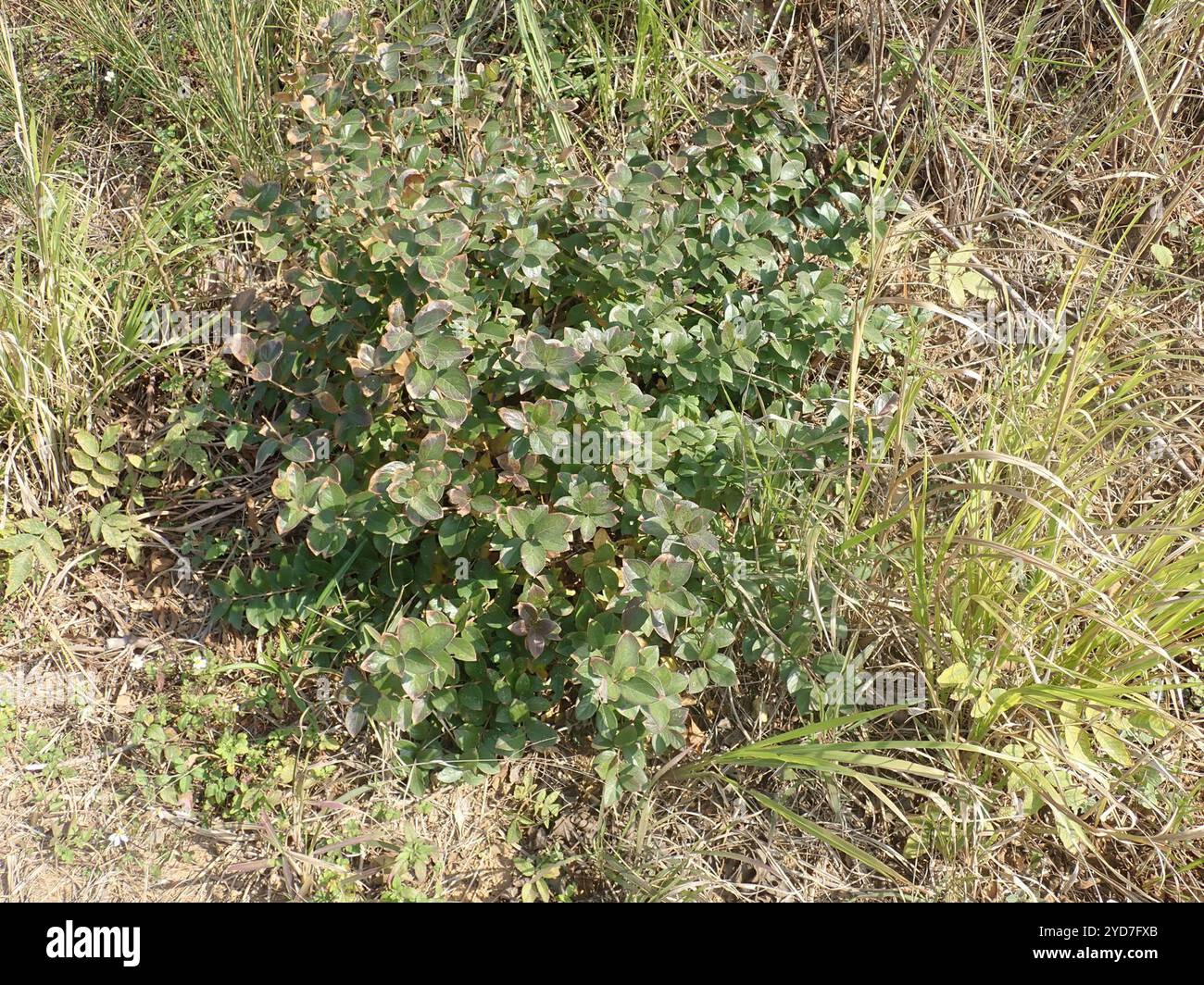 sapphire-berry (Symplocos paniculata Stock Photo - Alamy