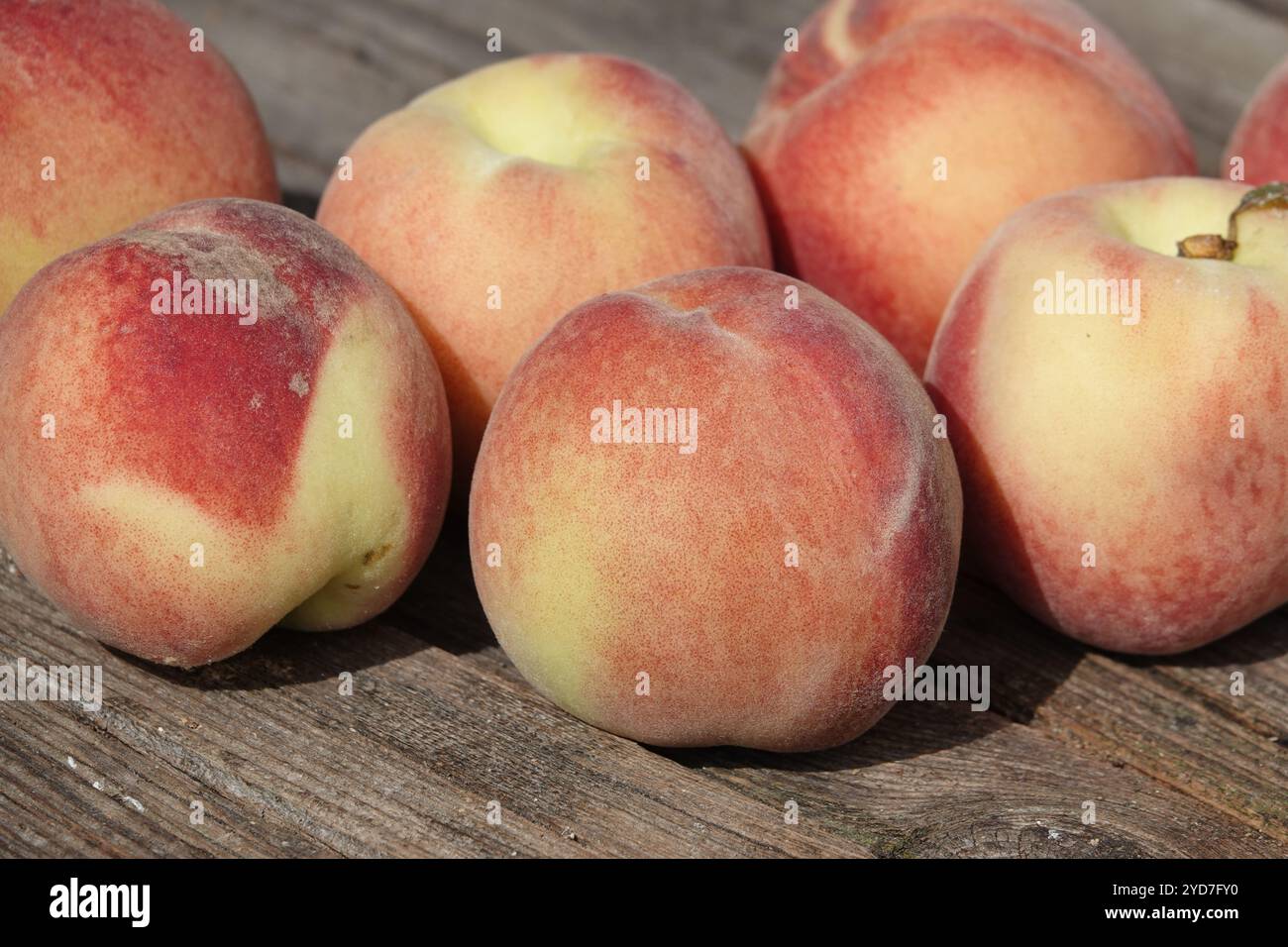 Prunus persica Extra Ice, peach sort, peachpit Stock Photo - Alamy