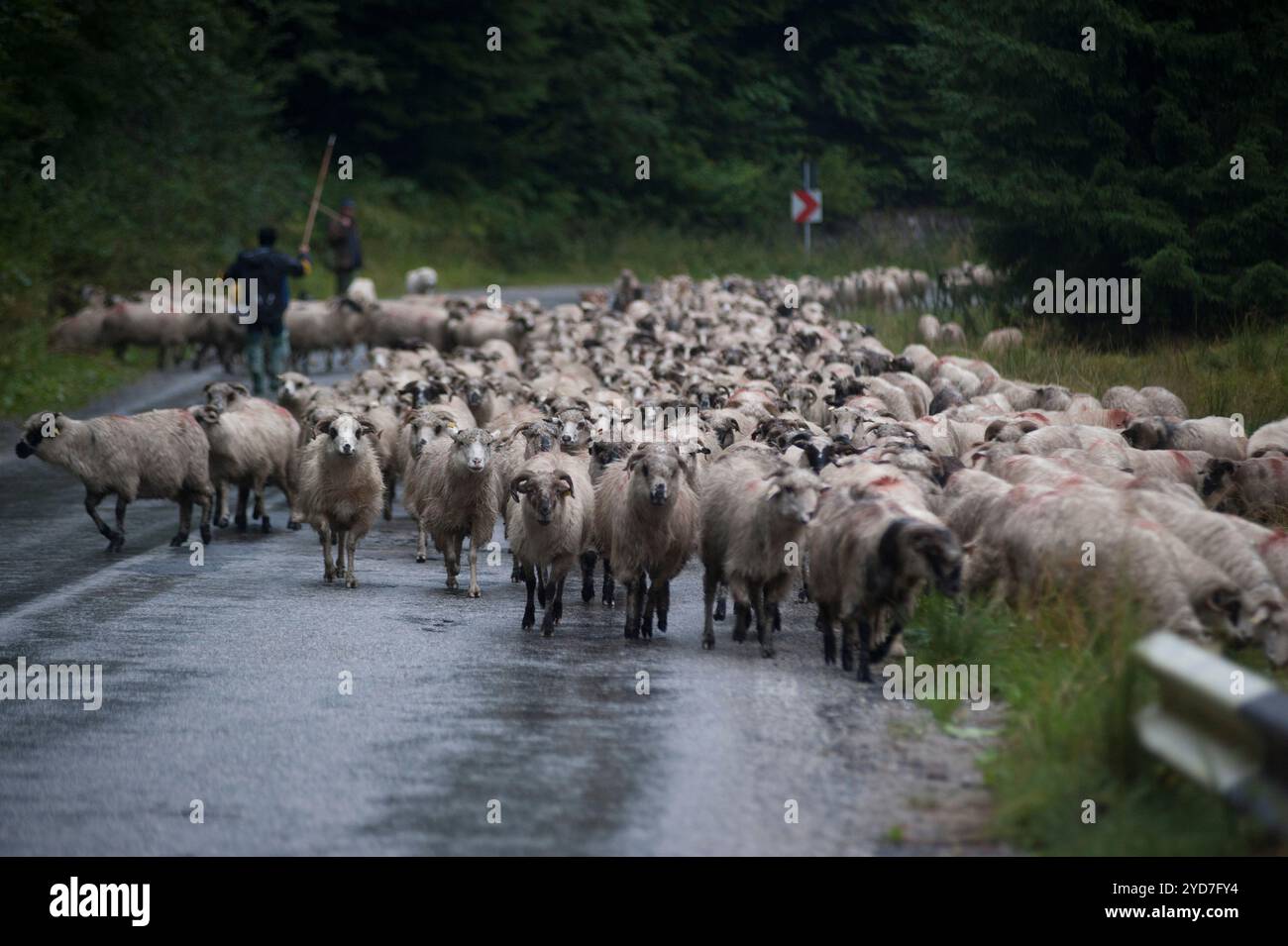 Alpine farming on a mountain pasture Stock Photo - Alamy