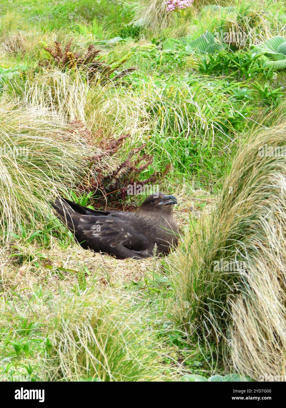 Subantarctic Skua (Stercorarius antarcticus lonnbergi Stock Photo - Alamy