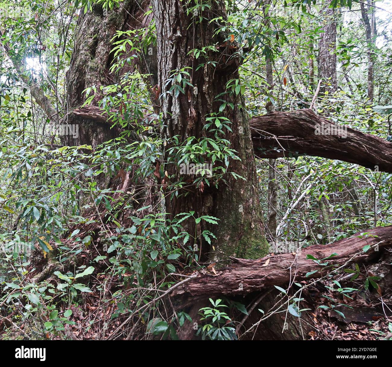 Witels (Platylophus trifoliatus Stock Photo - Alamy
